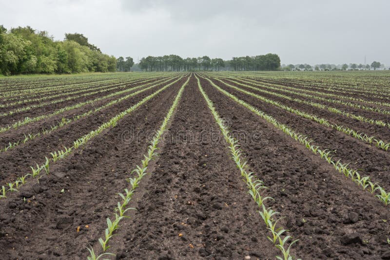 Young Maize plants stock photo. Image of plant, lines - 183991076