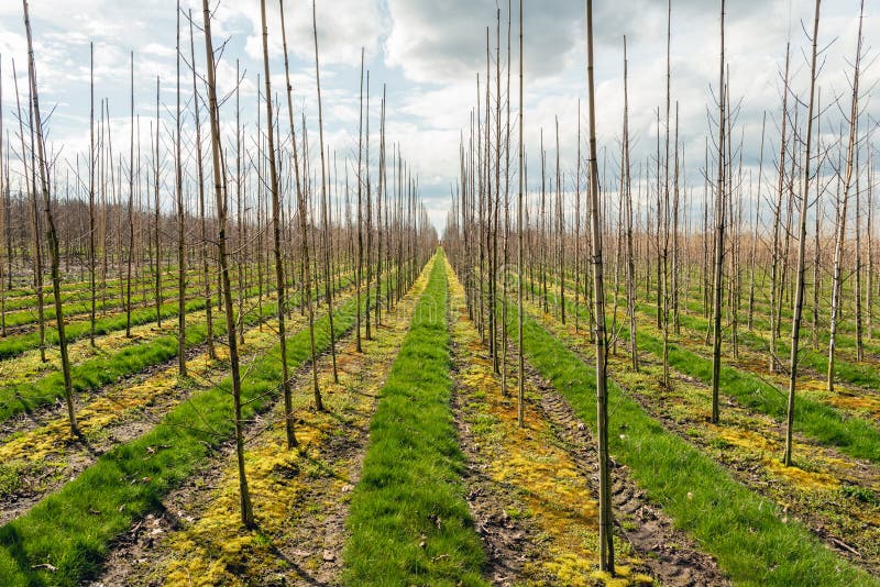 Long Rows of Young Trees in a Large Tree Nursery Stock Photo - Image of ...