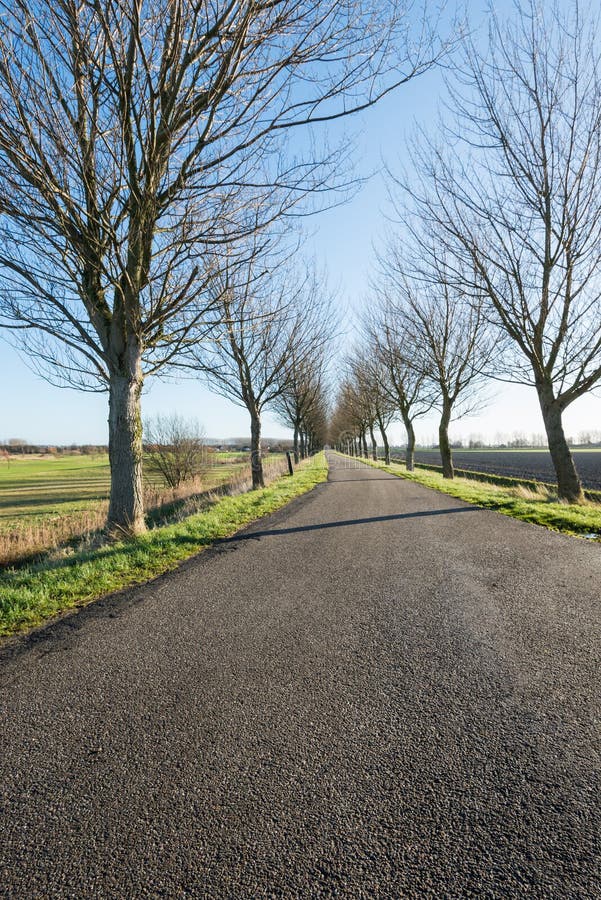 Long Rural Road with Bare Trees on Both Sides Stock Image - Image of ...