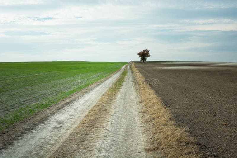 Long Rural Road with Bare Trees on Both Sides Stock Image - Image of ...