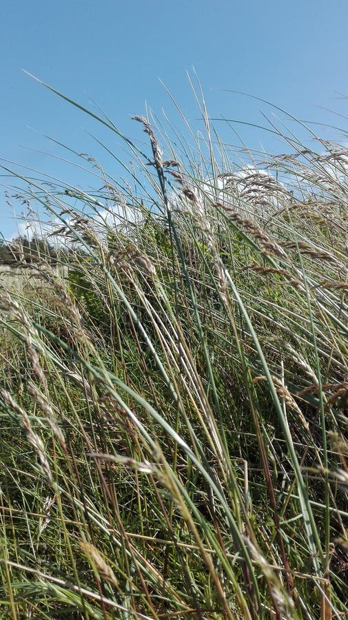 Long, Rustling Grass and Sky Stock Image - Image of beach, rustling ...