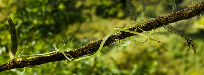 Parrot Snake, Corcovado National Park, Costa Rica Stock Image - Image ...