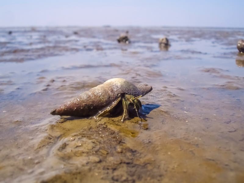 Long Seashell in the Sand with Water Ripples Stock Image - Image of ...