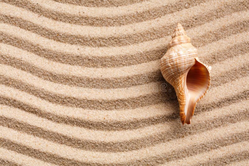 Long Seashell in the Sand with Water Ripples Stock Image - Image of ...