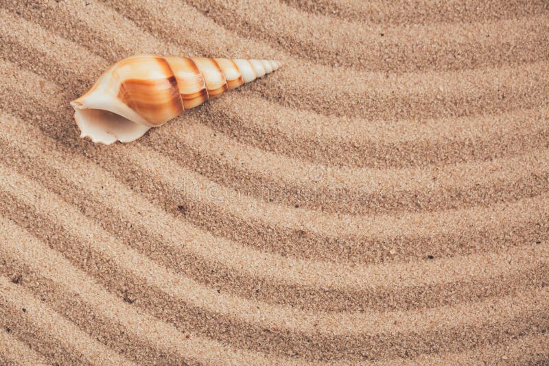 Long Seashell in the Sand with Water Ripples Stock Image - Image of ...