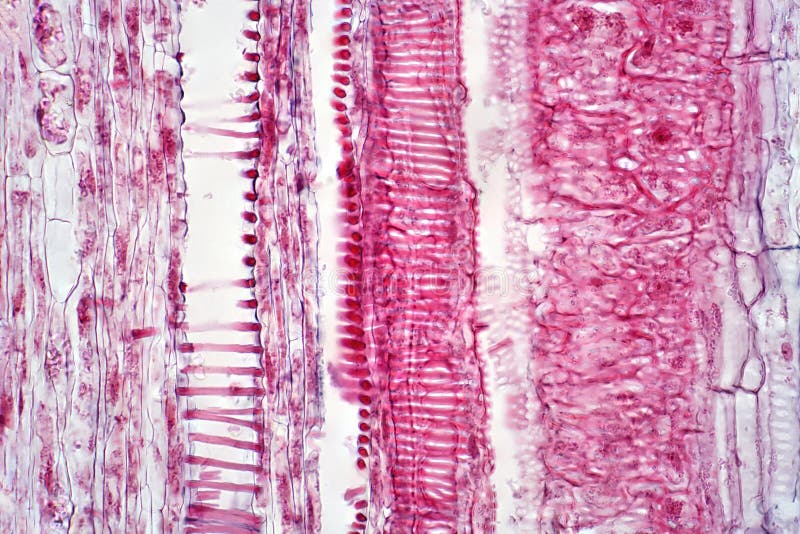 Long Section Plant Vascular Tissue Under the Light Microscope View ...