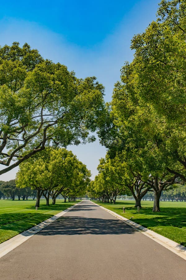 Tree Lined Lane in Los Angeles Stock Image - Image of country, grass ...