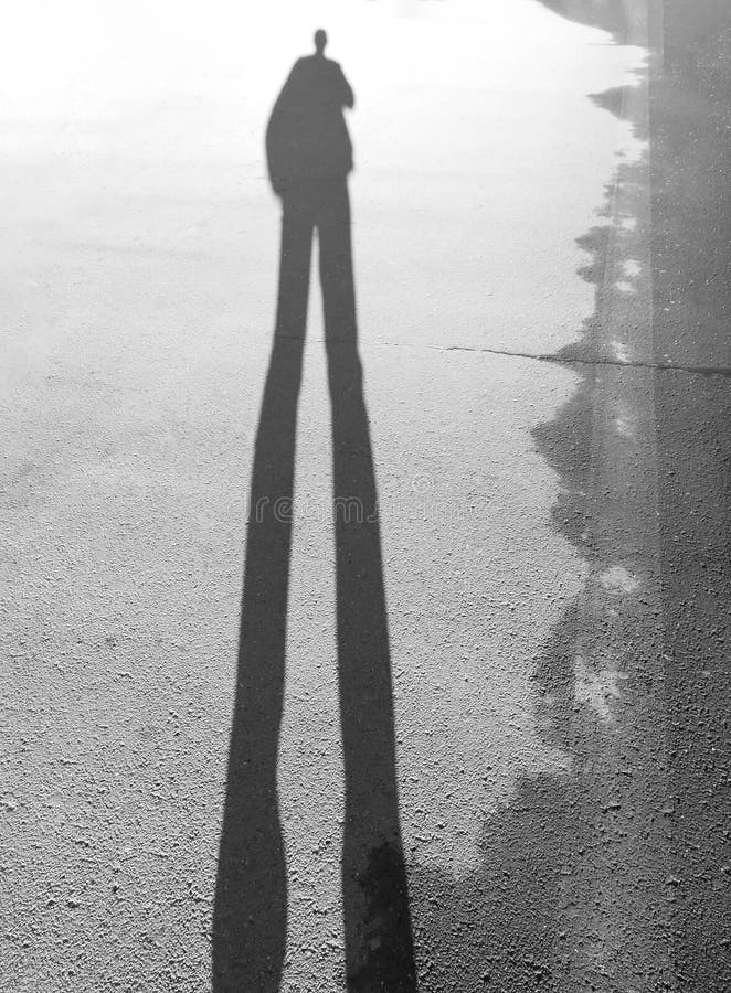 Long Shadow of Trees on the Forest Floor Stock Image - Image of outdoor ...