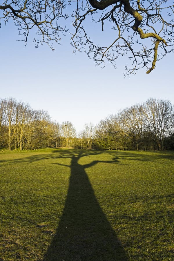 Long Shadow of a Tree with Overhead Branches Stock Photo - Image of ...