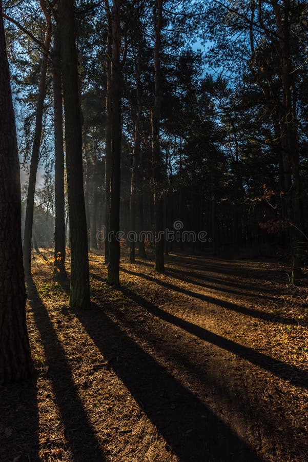 Long Shadow of Trees on the Forest Floor Stock Image - Image of outdoor ...