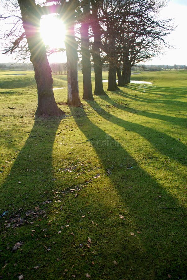 Long Shadows From Tall Trees Stock Image - Image of green, beam: 13413443