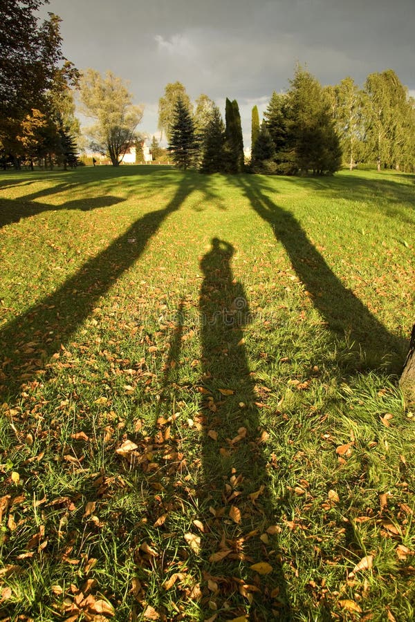 Shadow stock image. Image of fallen, plants, autumn, fall - 8069203