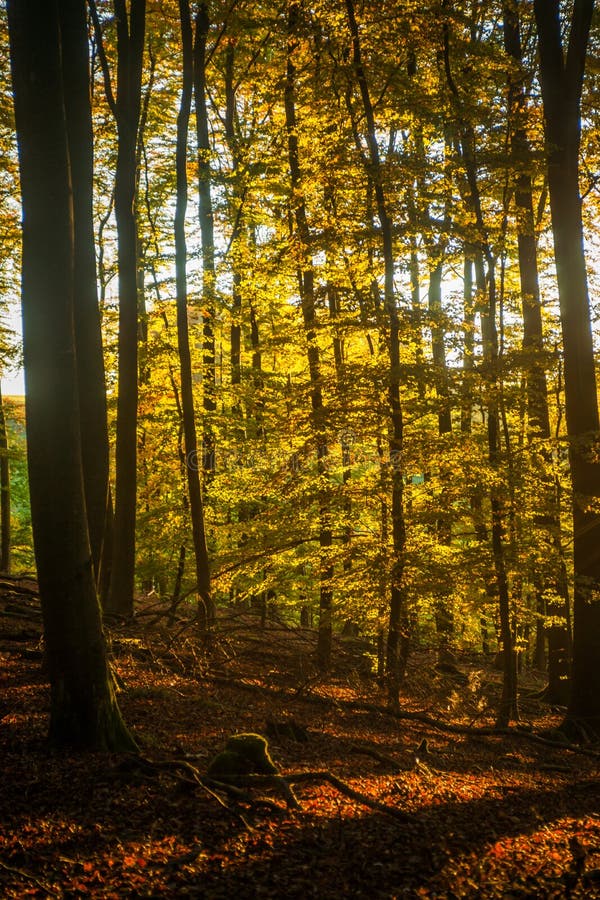 Long Shadows in Autumn Forest Stock Image - Image of autumn, beech ...