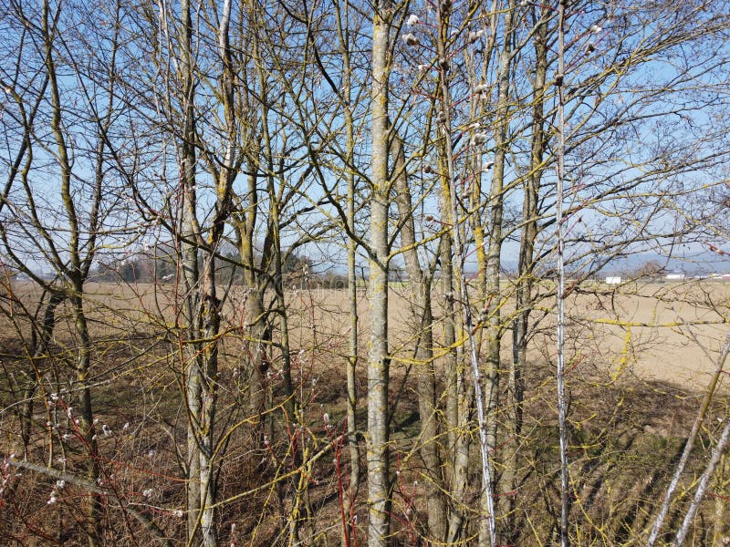 Long Shadows from Avenue Deciduous Trees at Springtime in Bavaria Stock ...