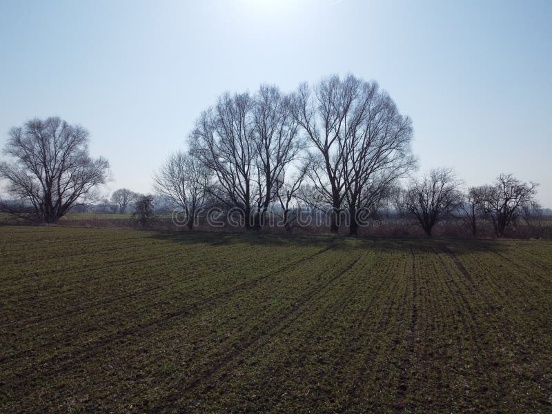 Long Shadows from Avenue Deciduous Trees at Springtime in Bavaria Stock ...