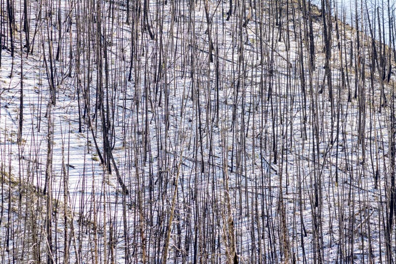 Long Shadows of Dead Trees and Snow Stock Image - Image of cold, idaho ...