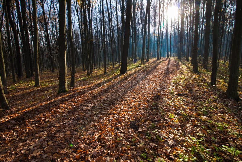 Long Shadows in First Sun Rays Getting through Tree Branches, Bicycle ...