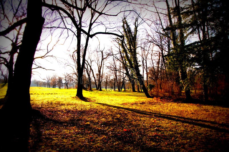 Long Shadows of Setting Sun Stock Photo - Image of winter, grass: 49700932