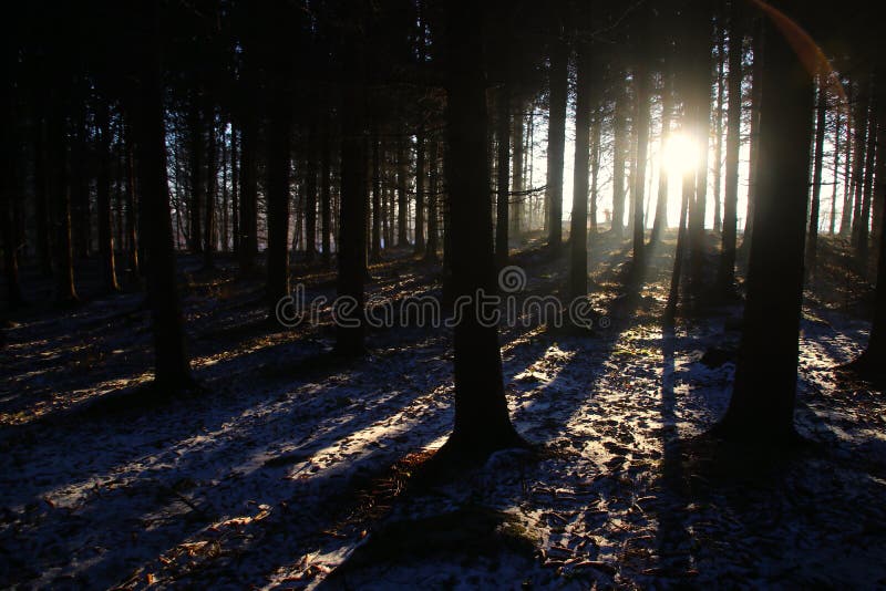 Long shadows at sunrise stock photo. Image of trees, shadows - 90533368