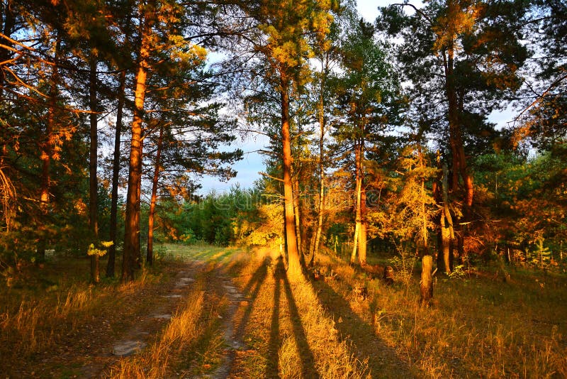 Long shadows at sunset stock image. Image of environment - 35673541