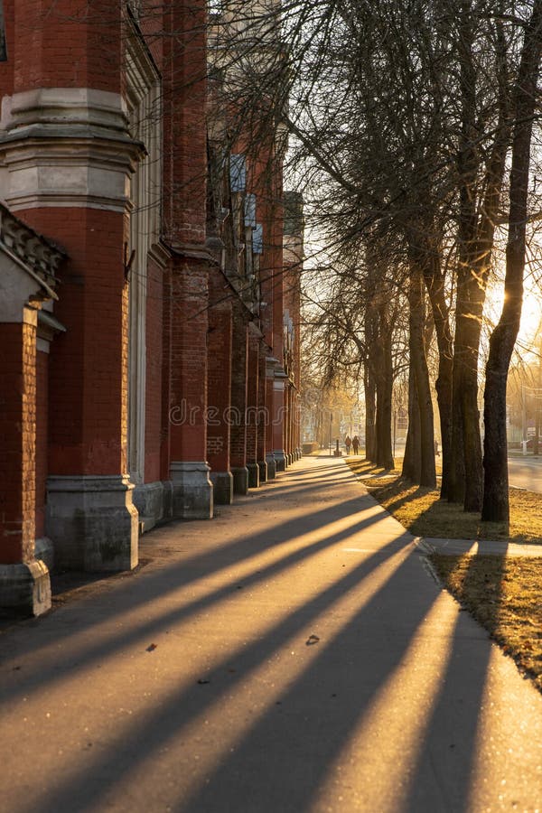 Long Shadows from Trees on the Asphalt. Evening Sunset in the City ...