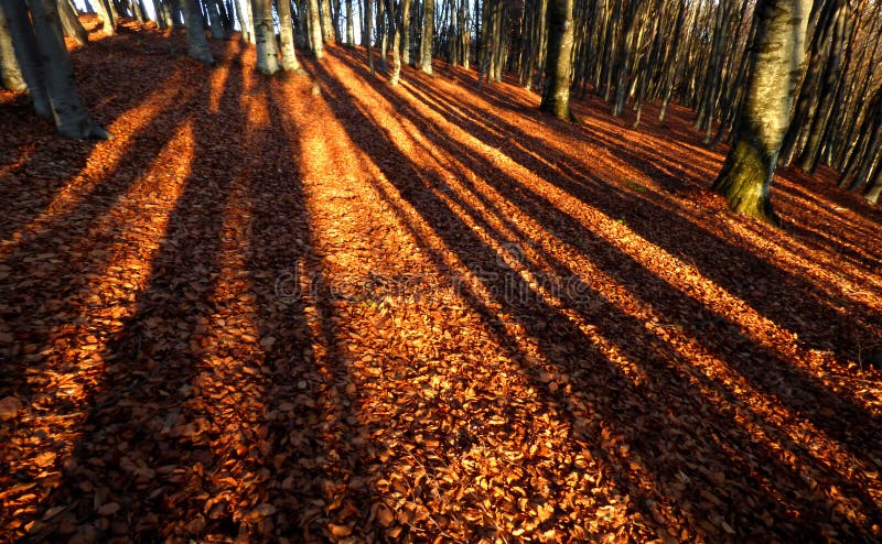 Long shadows of trees stock image. Image of fall, long - 82290545