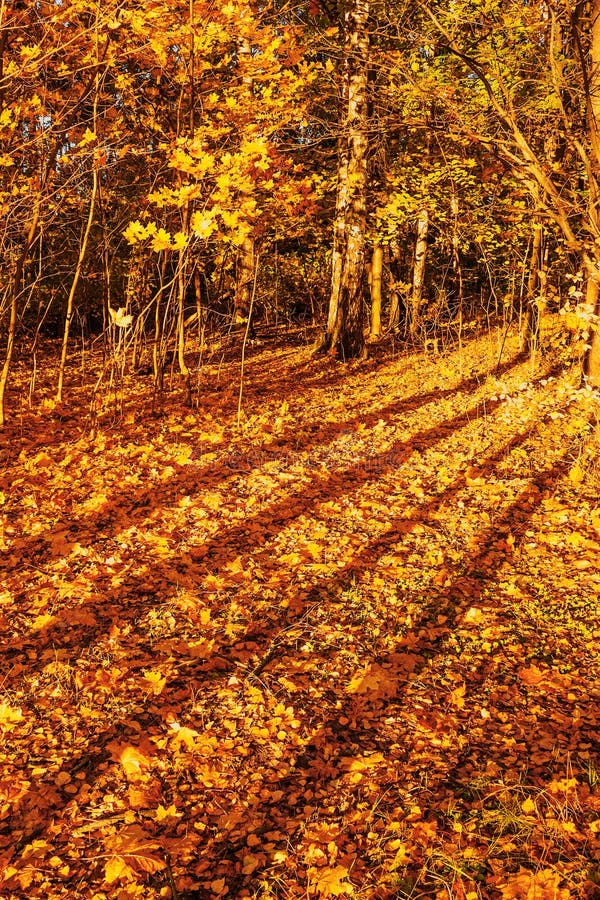 Long Shadows of Trees on Fallen Autumn Leaves in a Forest. Stock Image ...