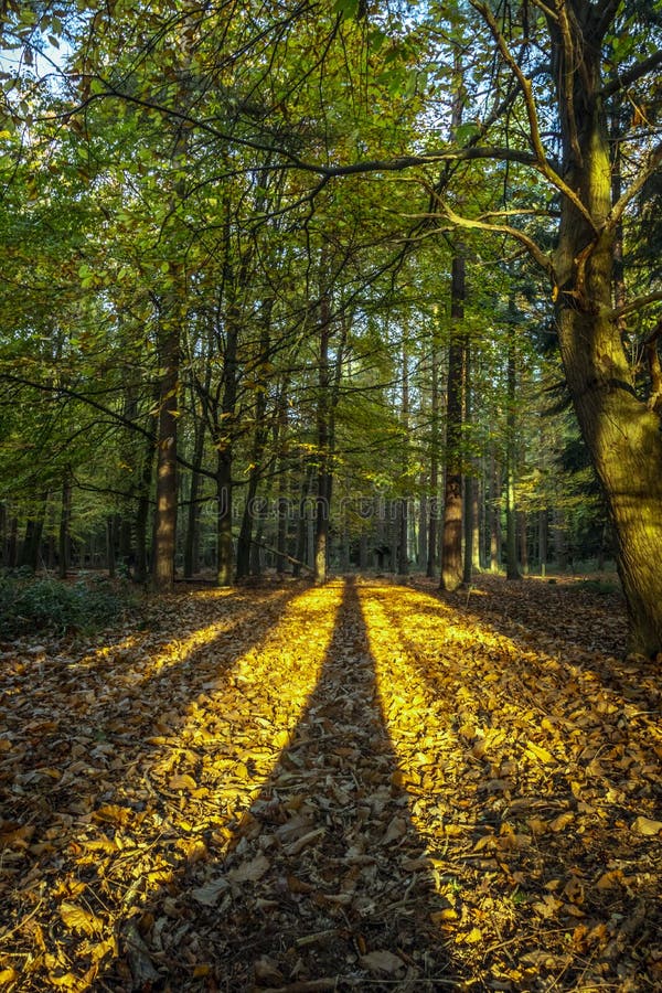 Long Shadows of the Trees Going Deep into the Forest in Portrait Stock ...