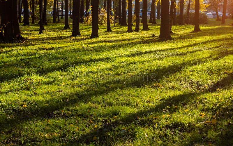 Long Shadows of Trees on Green Grass in Autumn Time Stock Photo - Image ...
