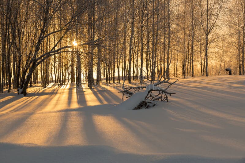 Shadows On The Snow. Shadows From The Trees. Shadows From The Bright ...