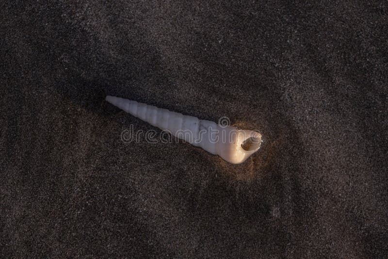 Long Seashell in the Sand with Water Ripples Stock Image - Image of ...