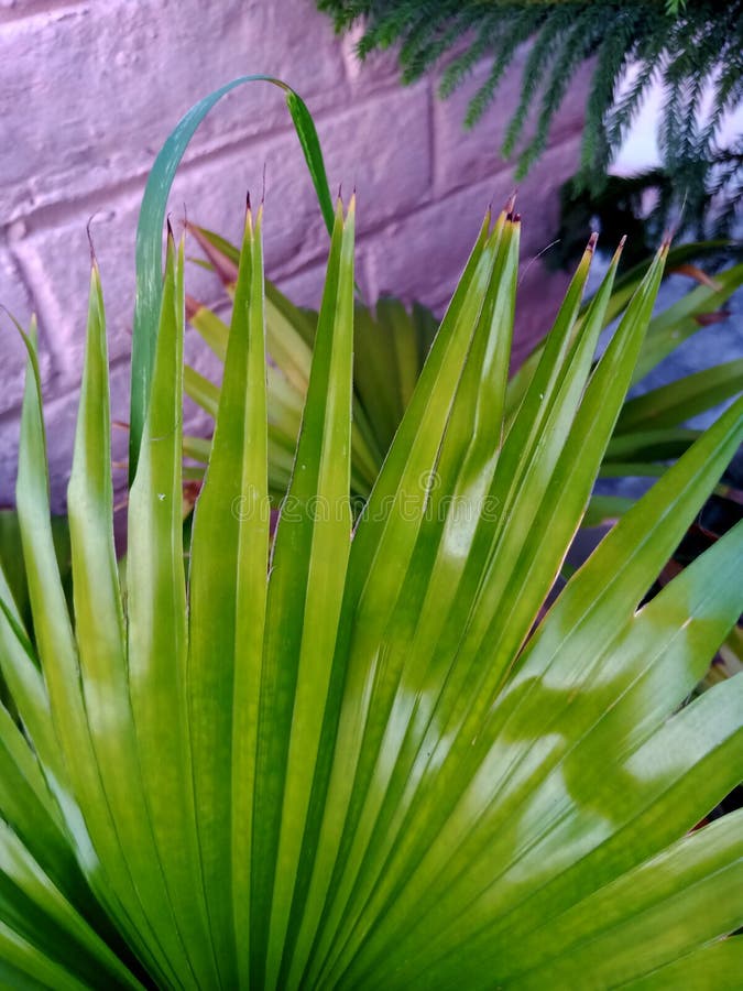 Long Sharp Thorns on Acacia Tree. Stock Image - Image of sharp, view ...