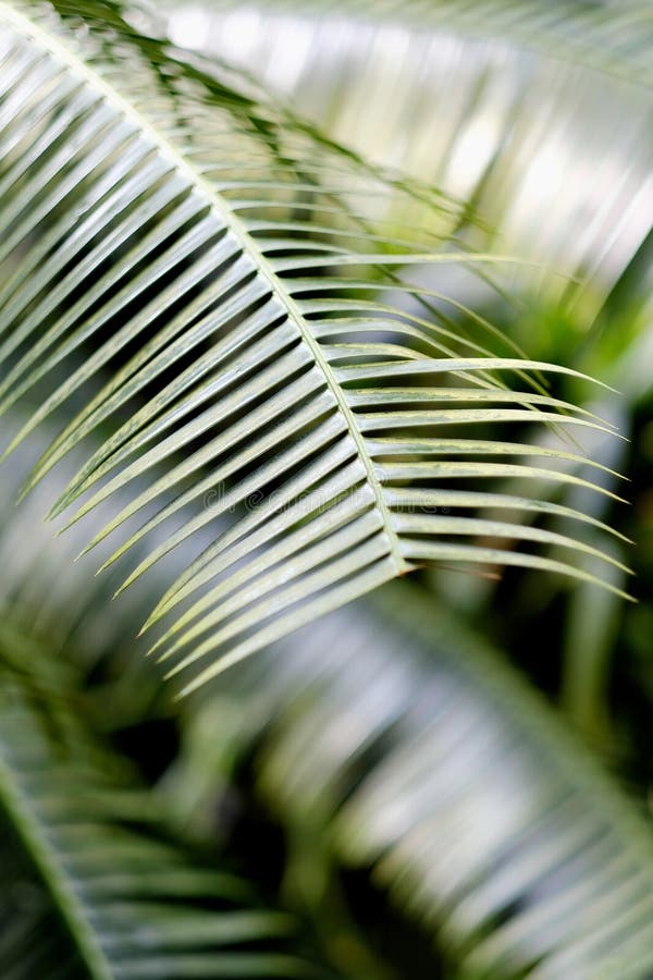 Long sharp leaves stock photo. Image of colorful, botanical - 92991956