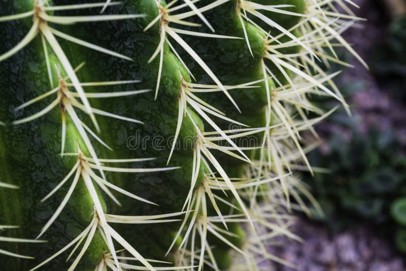 Long Sharp Spines of a Cactus. Macro Photo Stock Photo - Image of ...