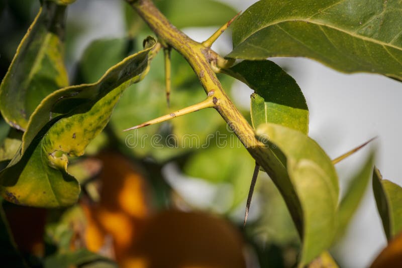 Long and Sharp Thorns or Prickles Protecting a Lemon Tree Stock Image ...