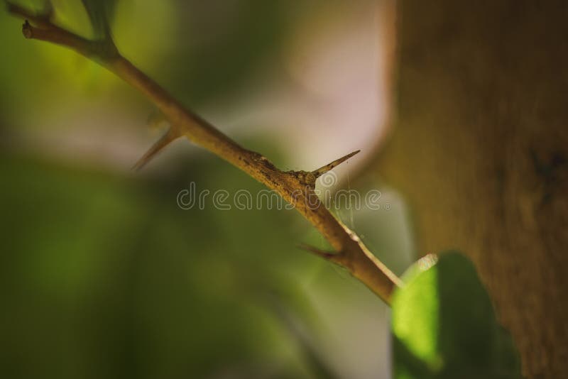 Meyer Lemon Tree Thorns