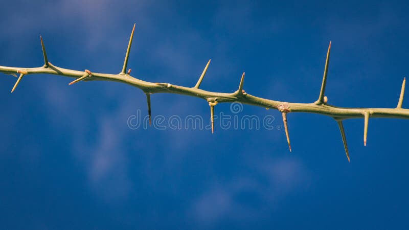 Meyer Lemon Tree Thorns