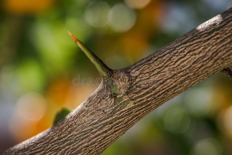 Long and Sharp Thorns or Prickles Protecting a Lemon Tree Stock Photo ...