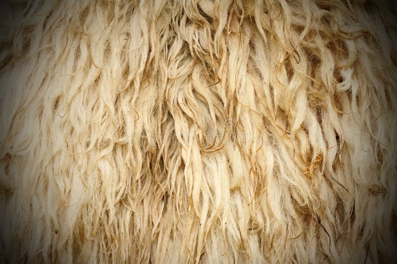 Sheep Hair Texture Stock Images - Download 1,917 Royalty Free Photos