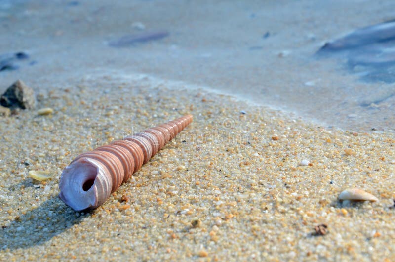 Beach stock image. Image of shell, wood, natural, ocean - 30093163