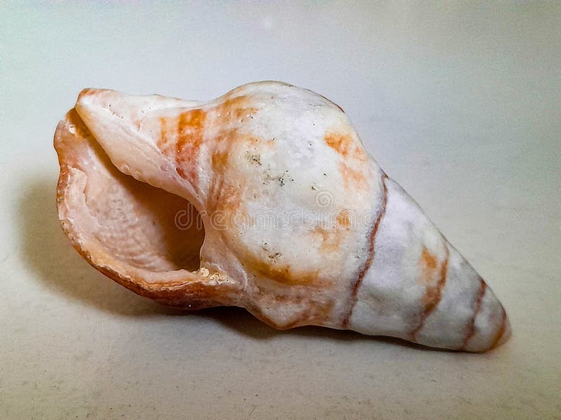 A Long Shell Lying Far from the Sea Stock Image - Image of coneshell ...