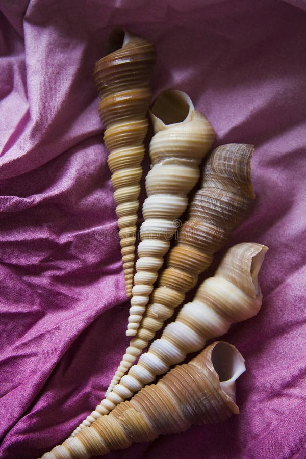 Long shells on pink silk 1 stock image. Image of shells - 52577459
