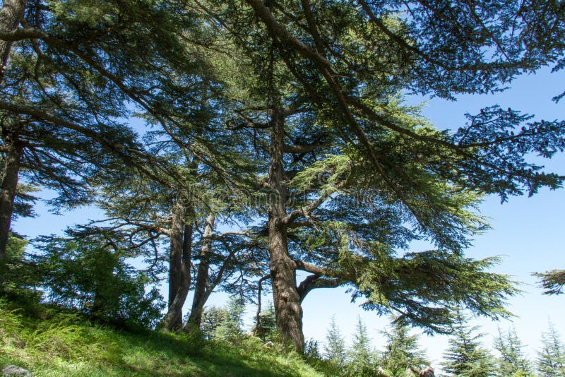 Arz Trees in Arz Forest in North Lebanon Stock Photo - Image of site ...