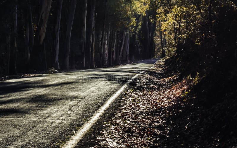 Long Shot of an Asphalt Road in the Forest Stock Photo - Image of grass ...