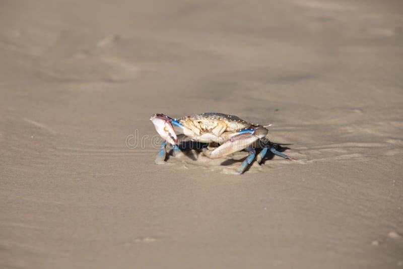 Long Shot of a Dungeness Crab Opening Its Chelicerae at the Beach ...