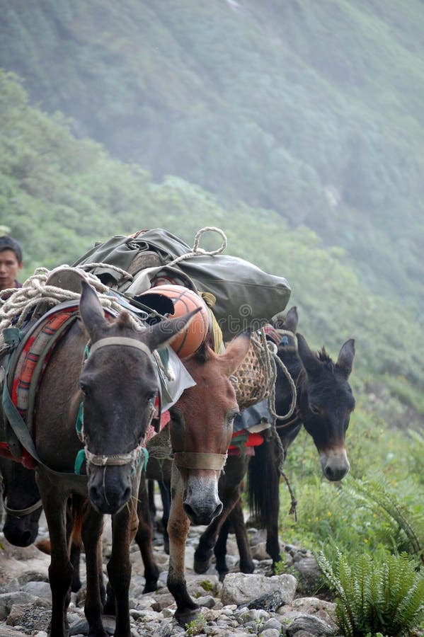 Group of Donkeys Sitting at Desk with Computer. Generative AI Stock ...