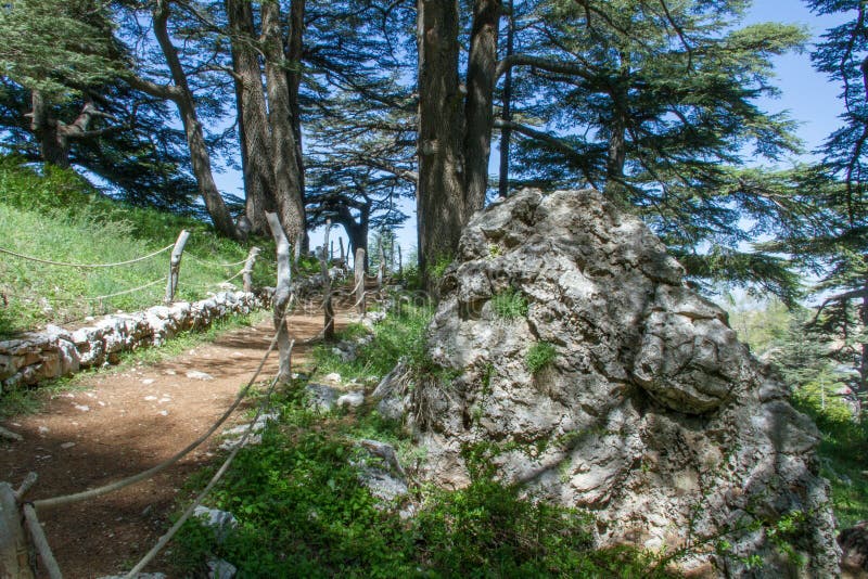 Passage in Arz Forest in North Lebanon Stock Photo - Image of nature ...