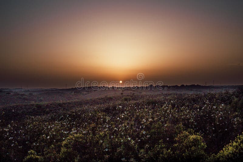 Long Shot of a Pile of Flowers during Sunset Stock Image - Image of ...
