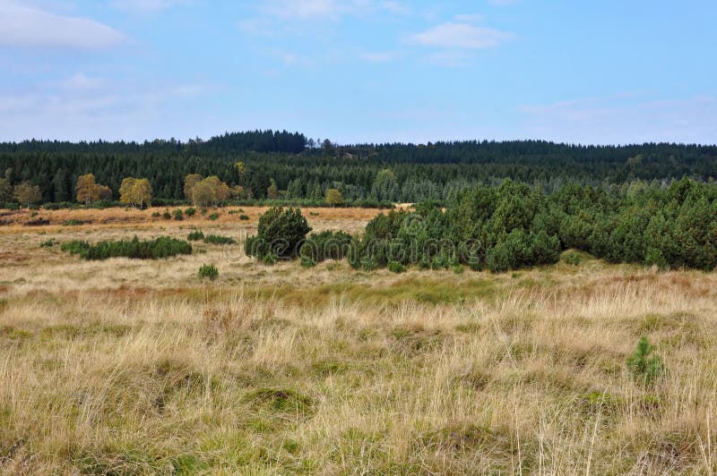 Long shot of the trees stock image. Image of outdoor - 91967729