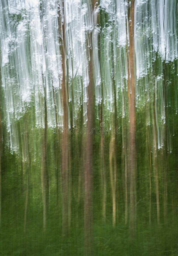 Long shutter speed of tree stock photo. Image of beauty - 123240648